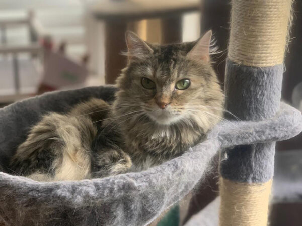 Gastrointestinal Disorders In Cats - Tampa, FL - The Cat Doctors